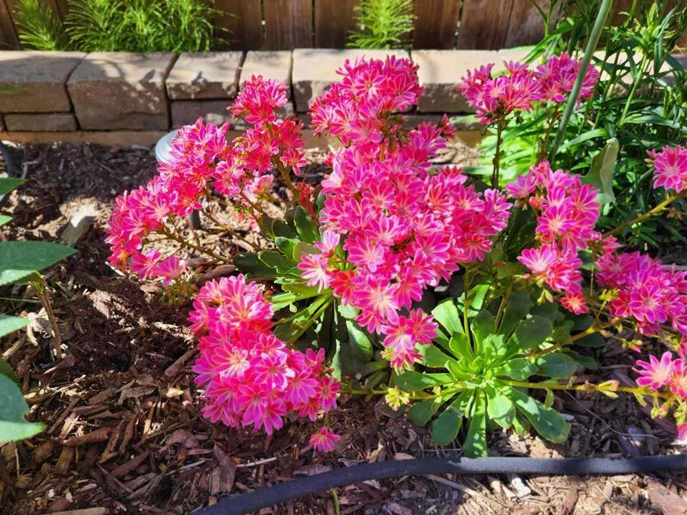 Lewisia Care Guide: Tips for Growing, Watering, and Blooming